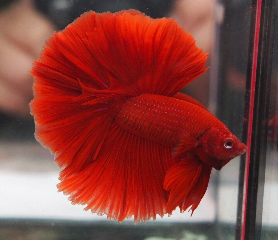 Live Betta Fish Male Haflmoon Super Red High Quality Grade Tropical ...