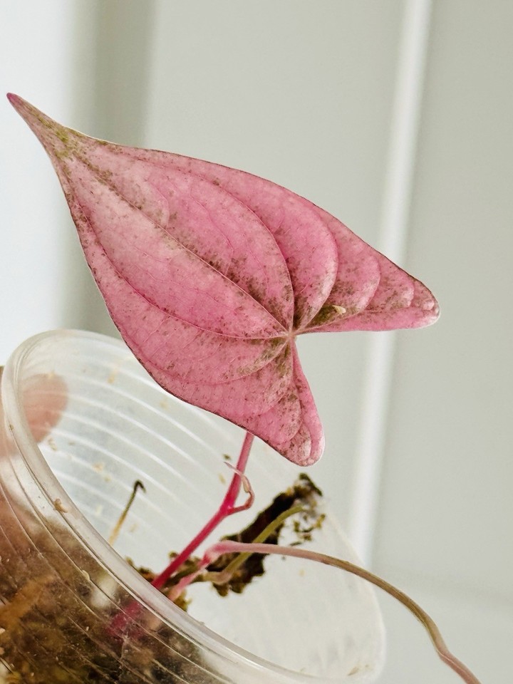 Rare Dioscorea pixel Pink variegated Big Leaves Plant Stunning ...