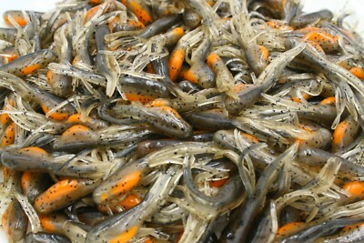 2" Crawfish Minnow Tubes Hollow Fat Belly Crappie Panfish Fishing Baits ...