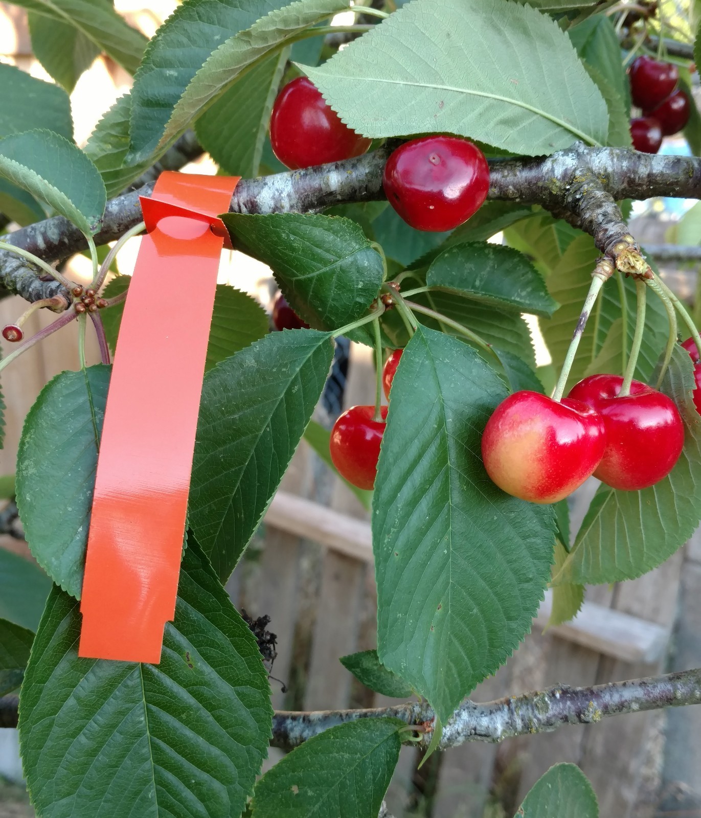 ORANGE Wrap around Plastic Thermal plant Tree labels 5" 7" 9" tag ...