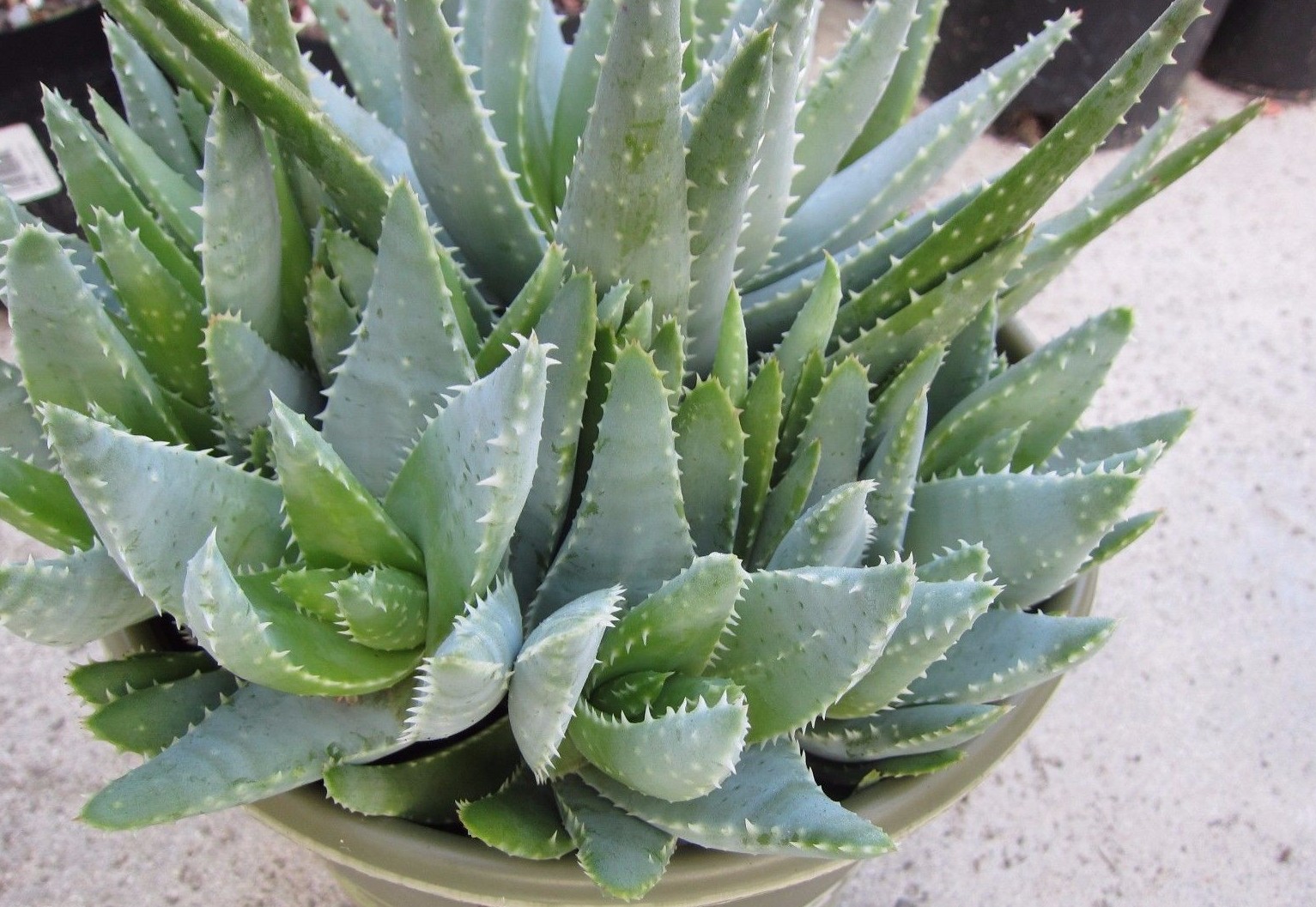 ALOE BREVIFOLIA Alligator Teeth Succulent Rooted Plant Drought Tolerant ...