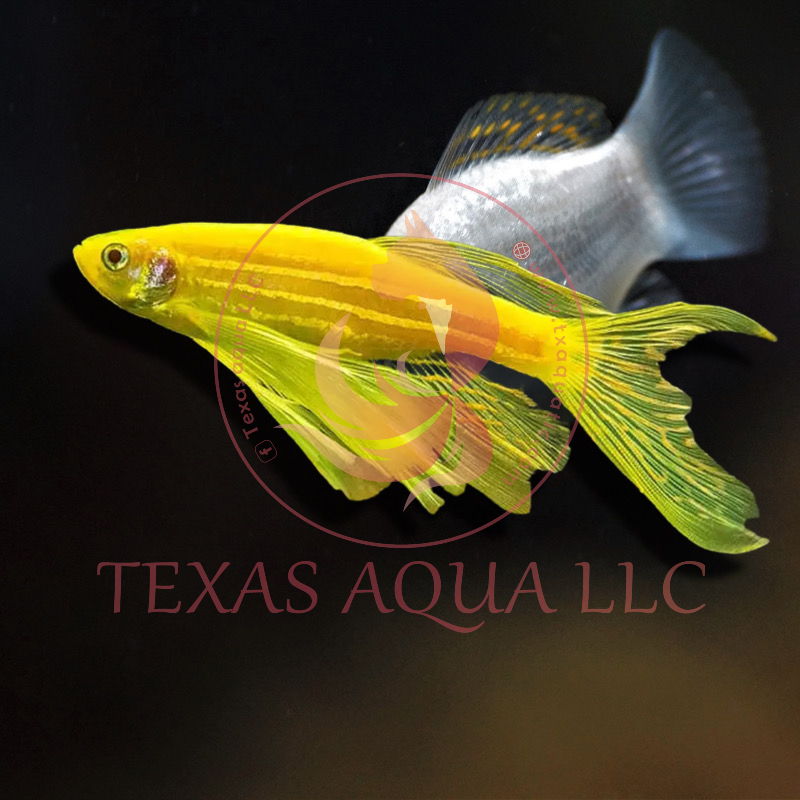 DANIO LONG FIN FISH- TOP QUALITY - USA TOP REPUTABLE SELLER-UPS NEXTDAY ...