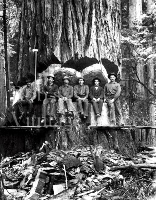 Vintage Redwood Sequoia Logging Photo Big Logs 6 Lumber Jacks ...