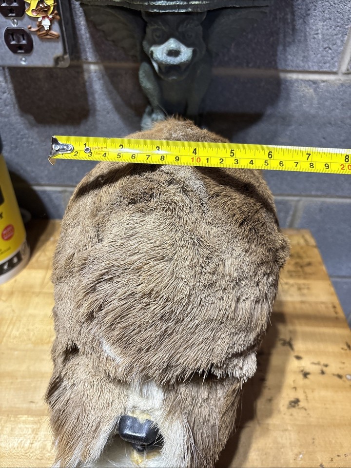 Oddities Taxidermy Deer Butt Mount – Monster Dog Face Art | eBay