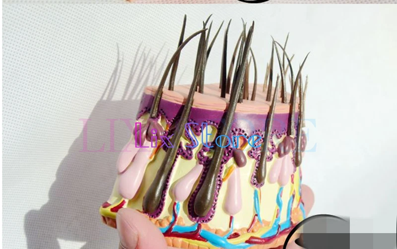 Hair Model Anatomy