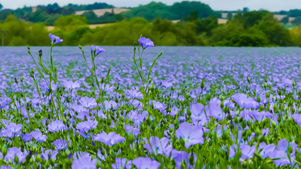 100 BLUE FLAX (Prairie Flax / Lewis Blue Flax) Linum Perenne Lewisii ...