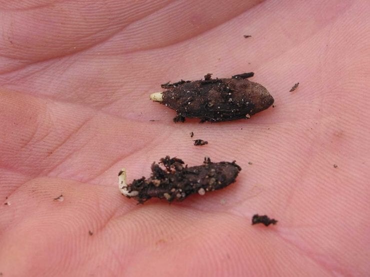 30 White Ash tree seeds Fraxinus americana | eBay