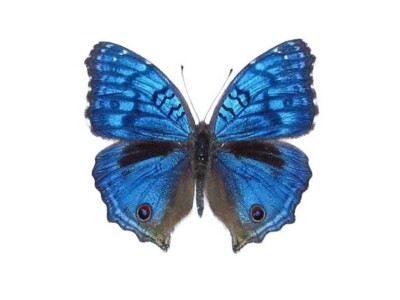 Precis rhadama A- | eBay