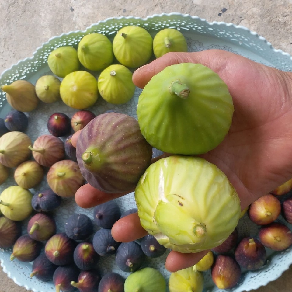 Fig Tree - Libya Fig - Rooted 3 Pieces Fig Plants | eBay