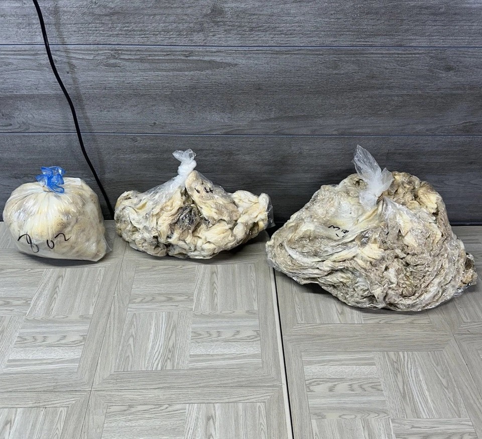 Organic Raw Texel Sheep Wool Locally Sourced Uncleaned Unbleached ...