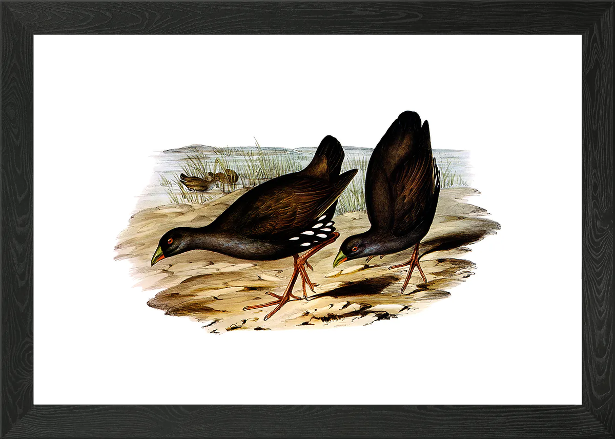 Black Tailed Nativehen Framed Wall Art Poster Canvas Print Picture | eBay