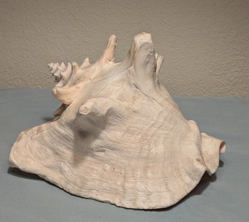 Vintage Large Natural Queen Conch Seashell Beautiful Pink Coral White 8 ...