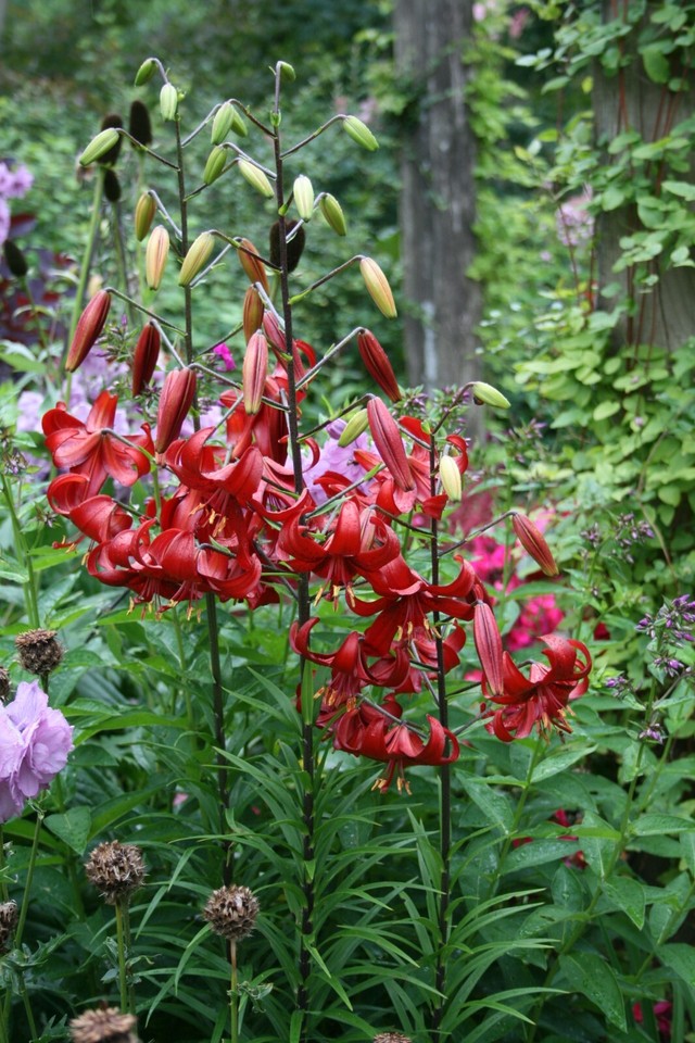 RED VELVET HUMMINGBIRD LILY FLOWER BULBS 4-5 FT TALL PERENNIAL LIVE ...