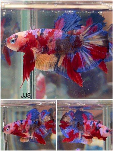 Betta Live Fish Male Koi Candy Galaxy Halfmoon Plakat - JJ8 - High ...