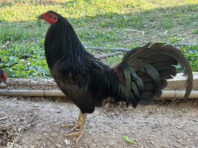 Pure sid Taylor Game Fowl Hatching Eggs 6+ | eBay