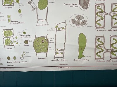 Vintage Science Biology Classroom Chart | Grelly USA