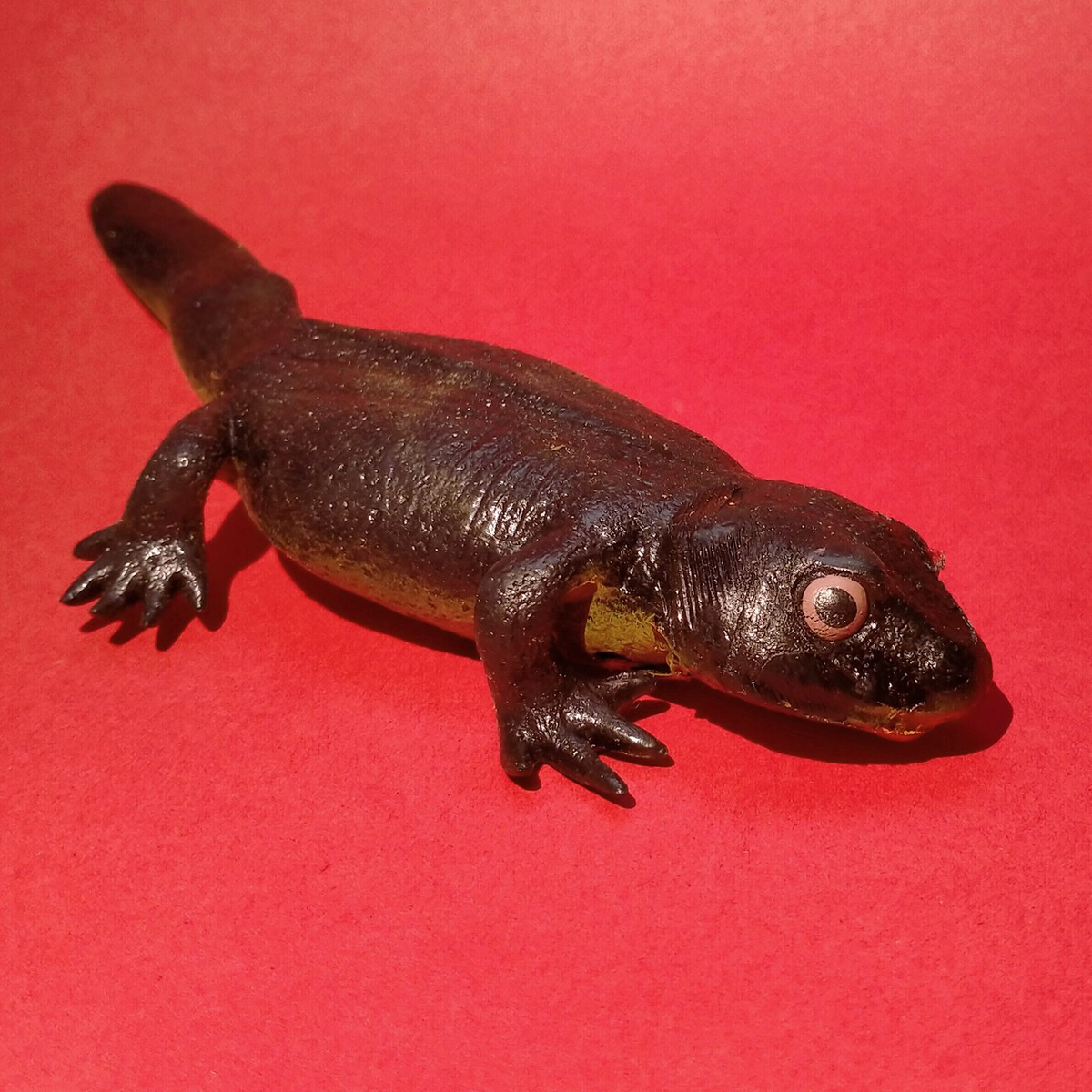 Fire Belly Newt