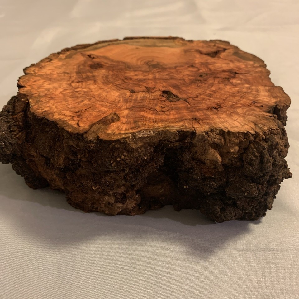 Wild Black Cherry Burl Slab Live Edge 2-1/4" thick 6"x7" wide turning ...