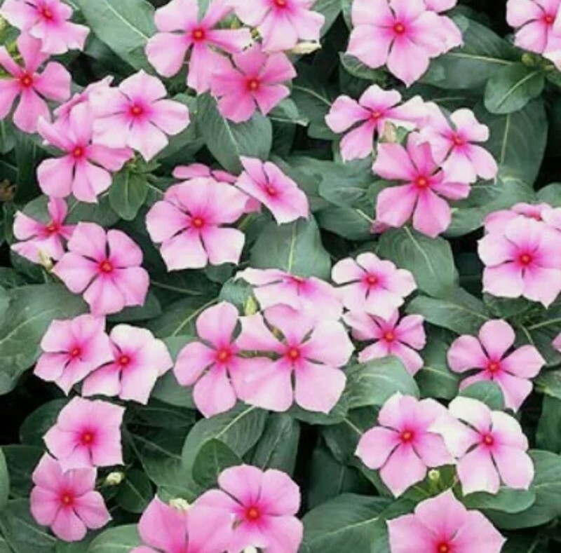 20+ Pink Vinca Seeds, Pink Periwinkle Seeds, Non-Gmo Heirloom Flower ...