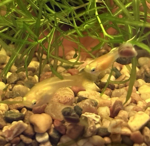 Japan Blue Gold Double Sword Guppy (Poecilia reticulata) (1M/1F) | eBay