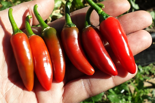 Jalapeño Jalafuego - A High-Yielding, Top Quality Jalapeño Chilli ...