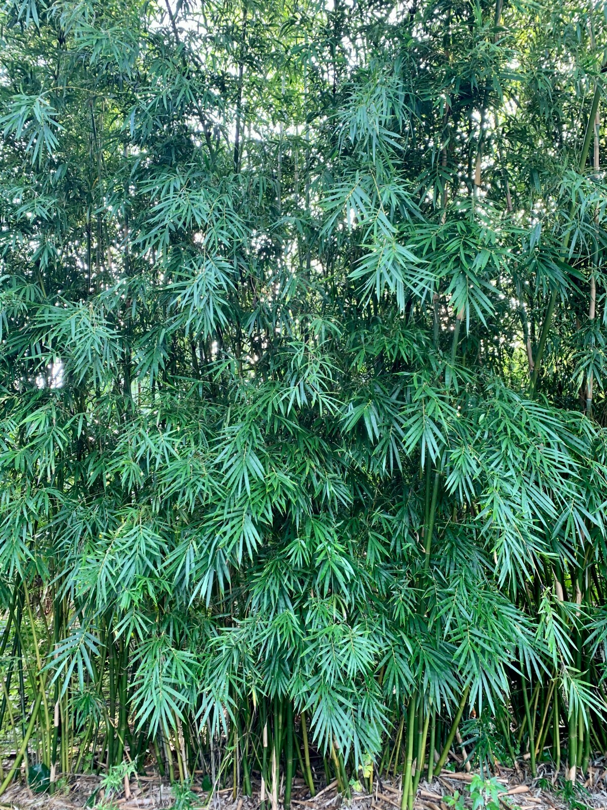 Dwarf Textilis - Bambusa textilis 'RG Dwarf' **NON-INVASIVE, CLUMPING ...