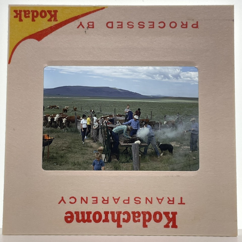 Vintage 60s 35mm Slide Cowboys Branding Cattle Cows People Kids ...