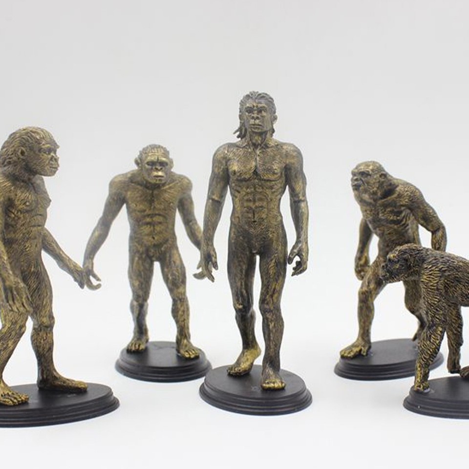 5PCS preschool learning toys human body model for kids Human Evolution ...