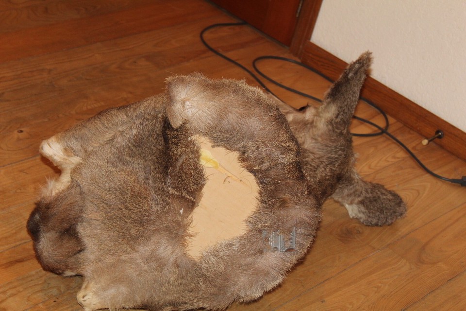 Mule Deer Head Shoulder Mount Taxidermy Mount Antler Hunt Whitetail ...