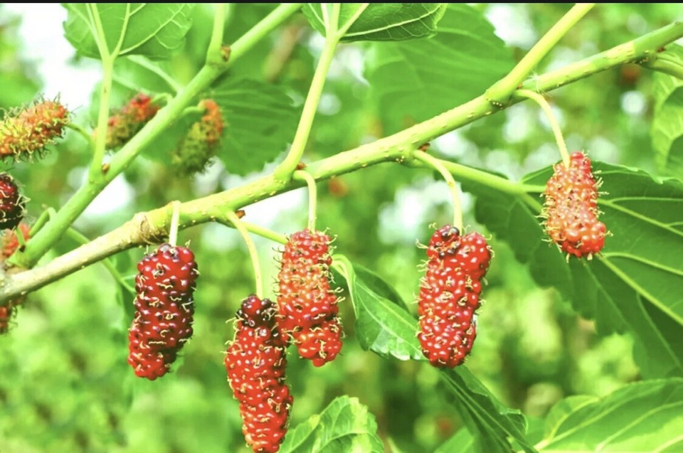 3 Pack - RED MULBERRY LIVE STARTER PLANTS (6 To 12 Inches Tall) | eBay