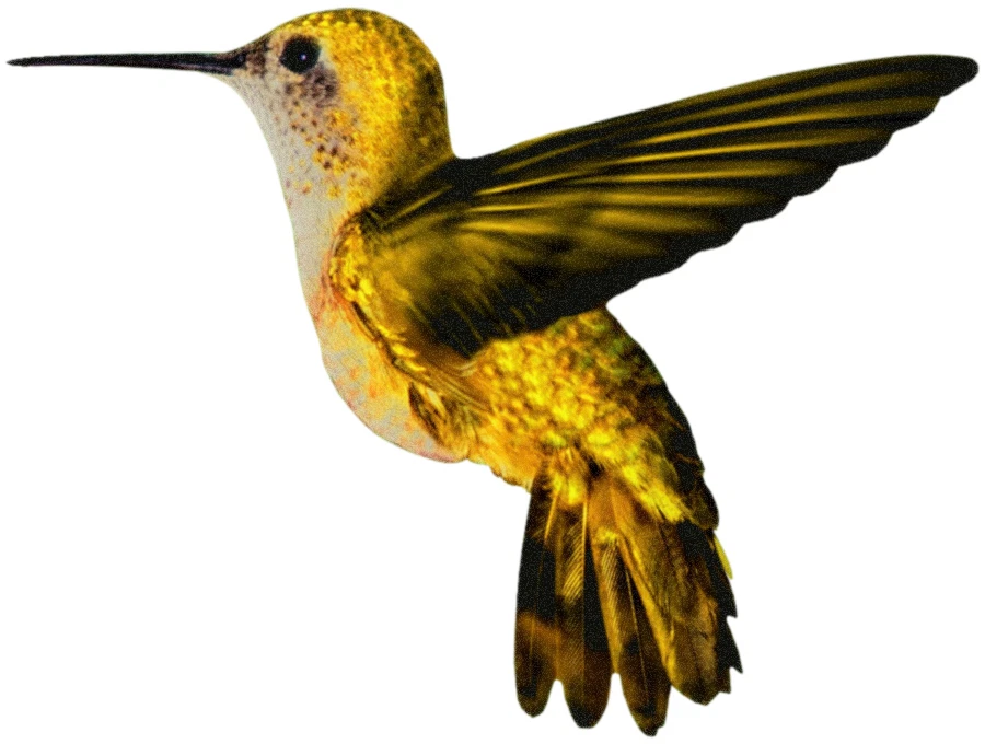 Yellow Hummingbirds