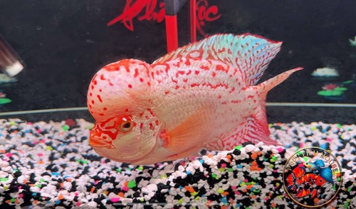 Premium Flowerhorn - Kamfa Golden Base 7 inches - Overnight USA Shipping