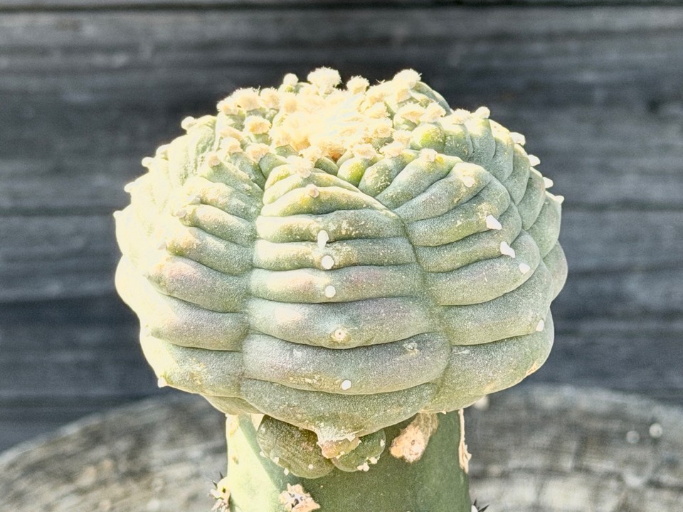 Ariocarpus Astrophytum Aztekium (W Huizache) On Graft 1.29" | eBay