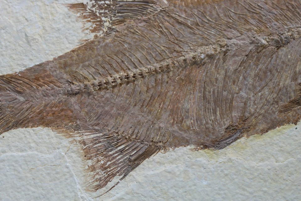 Rare 8.4" Superb Fish Eohiodon Hiodon Mooneye Fossil Lake Wyoming WY ...