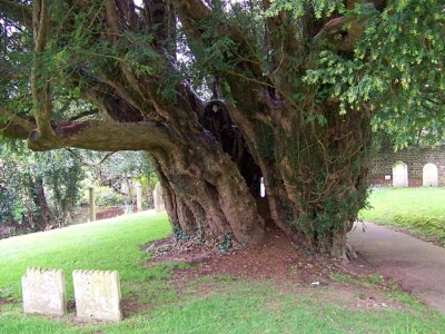 Photo 6x4 Yew Tree, St James Church Midhurst Medieval people perceived ...