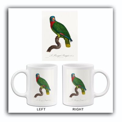 Red-Necked Amazon, Amazona Arausiaca - 1800's - Francois Levaillant ...