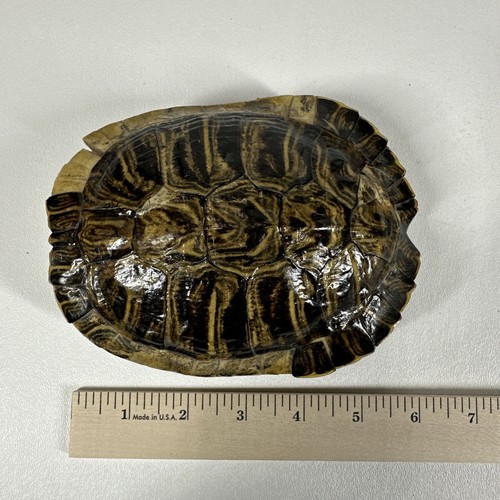 Pond Turtle Shell 6 inches Red Eared Slider Real Turtle Shell | eBay