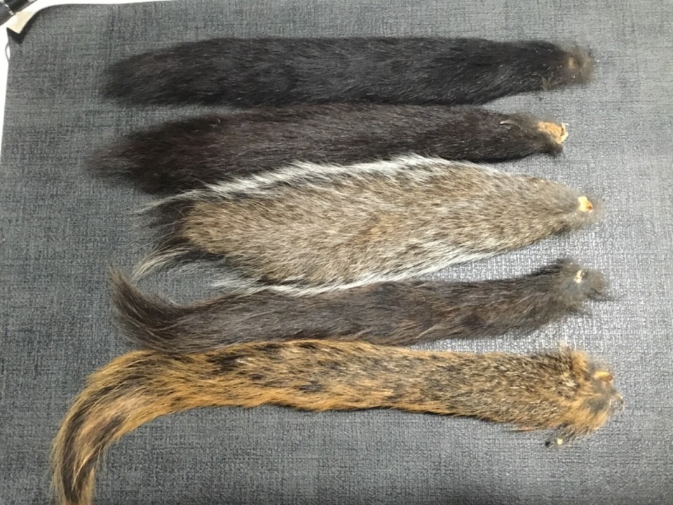 Assorted squirrel tails. fly tying. Lot of 5 | eBay