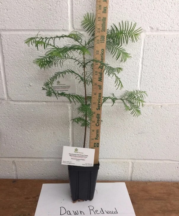 Dawn Redwood Live Tree - 8-12" Tall - 1 Quart Pot - Deciduous Tree ...