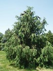 Himalayan Spruce, Picea smithiana, (Morinda Spruce), Tree Seeds ...