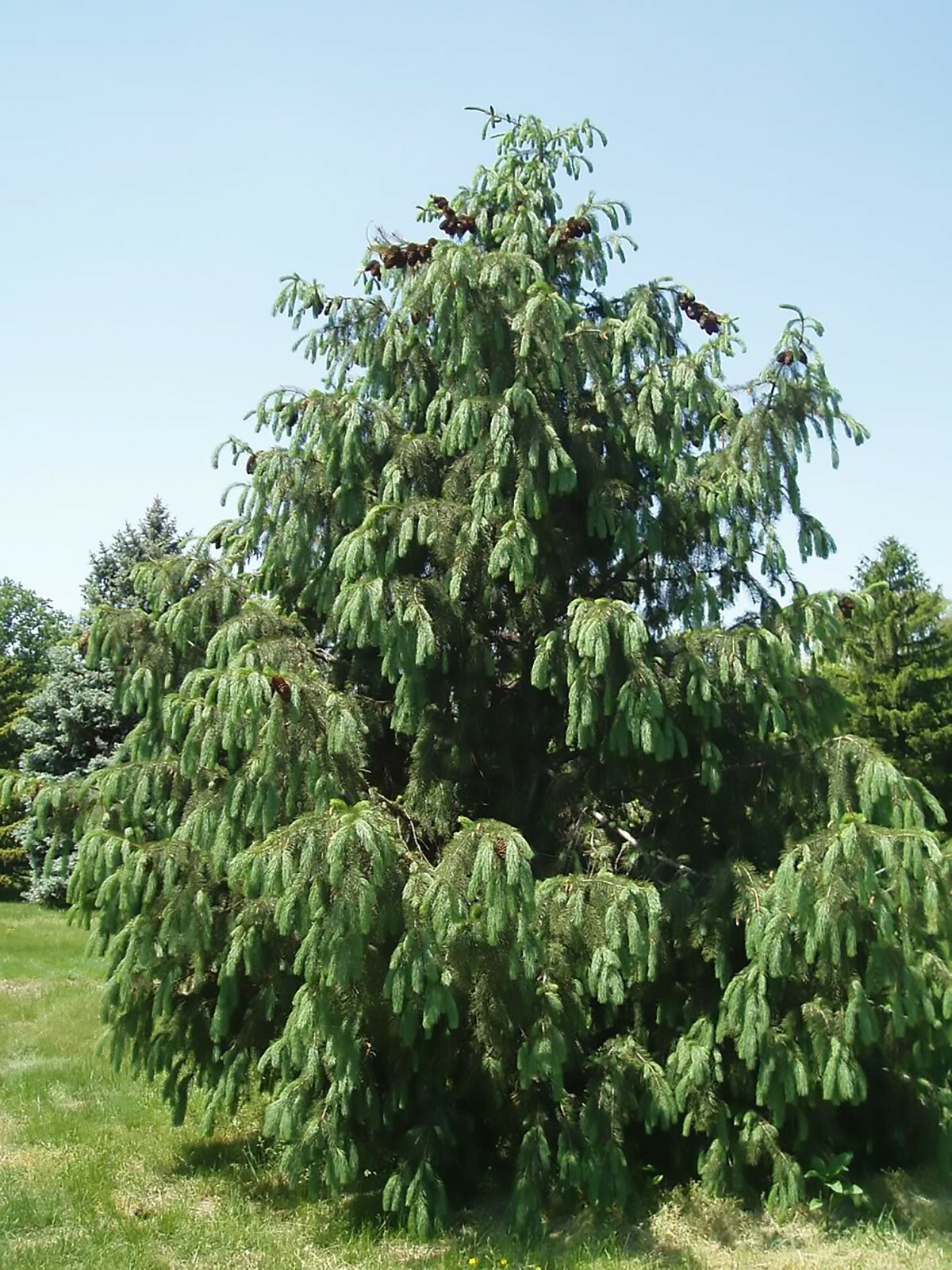 Himalayan Spruce, Picea smithiana, (Morinda Spruce), Tree Seeds ...