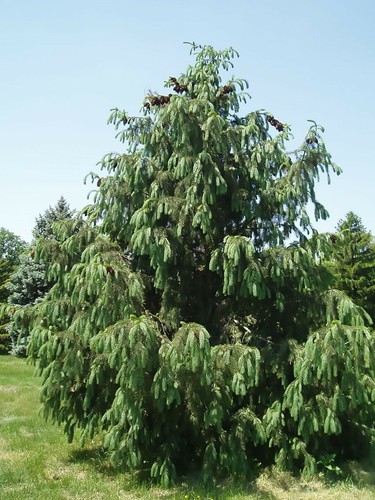 Himalayan Spruce, Picea smithiana, (Morinda Spruce), Tree Seeds ...