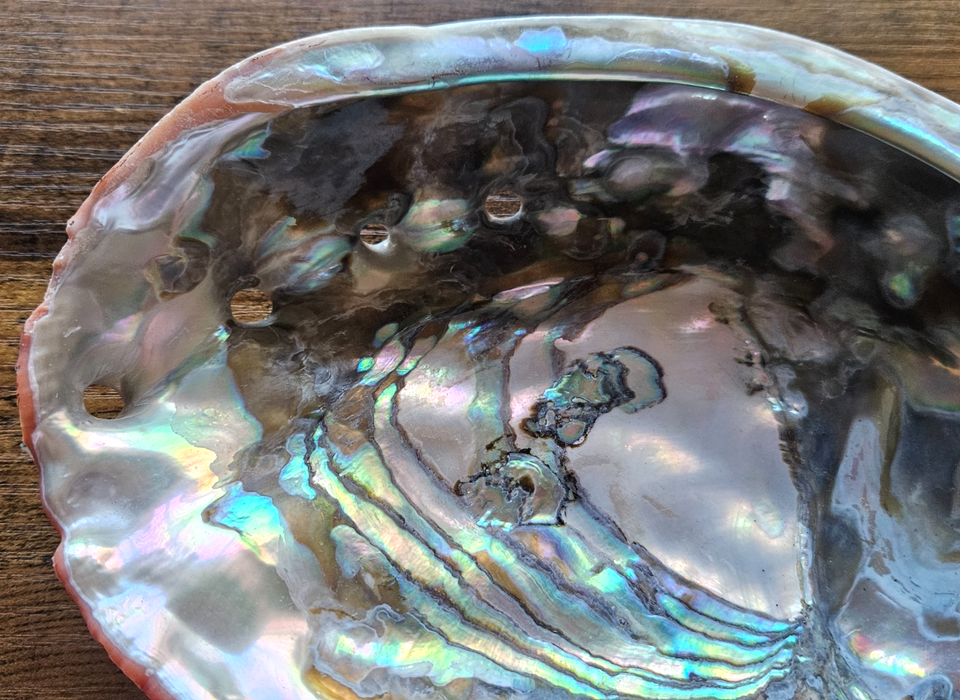 Large Abalone Shell Natural Iridescent 7" x 5-1/2" Smudging Inv D | eBay