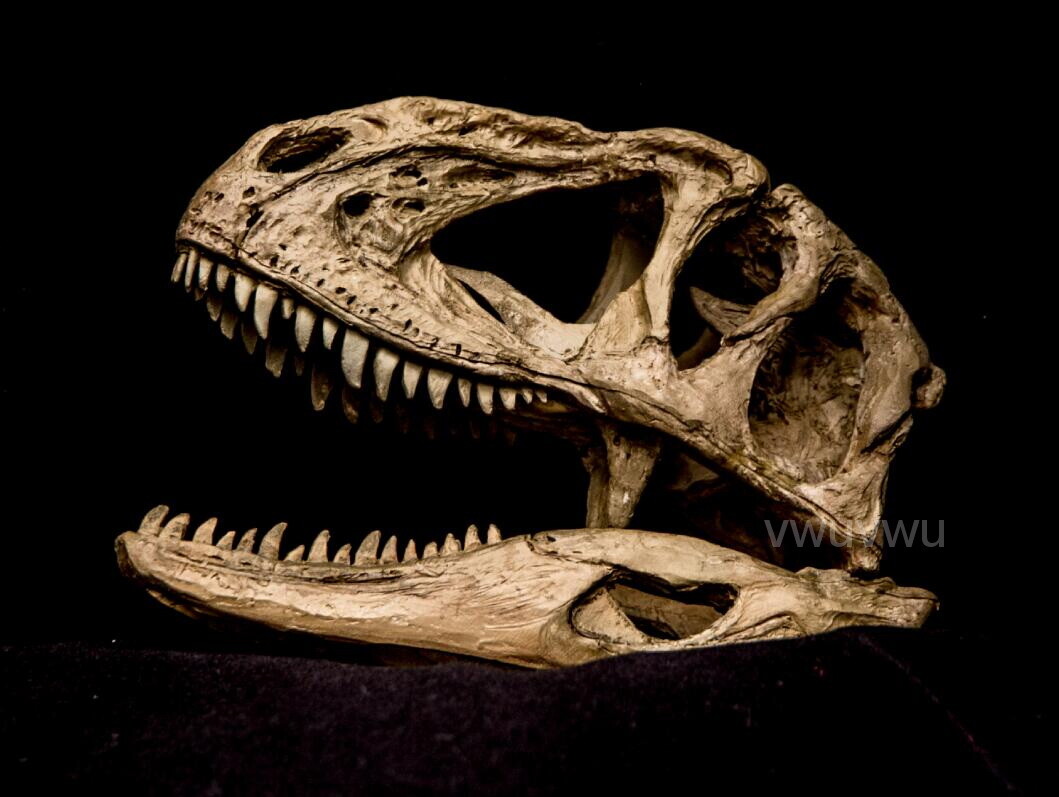 Yangchuanosaurus Skull