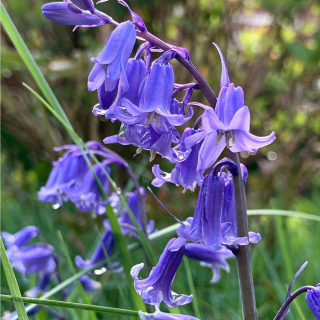 25 English Bluebell Bulbs Grown in Norfolk Hyacinthoides Non Scripta ...