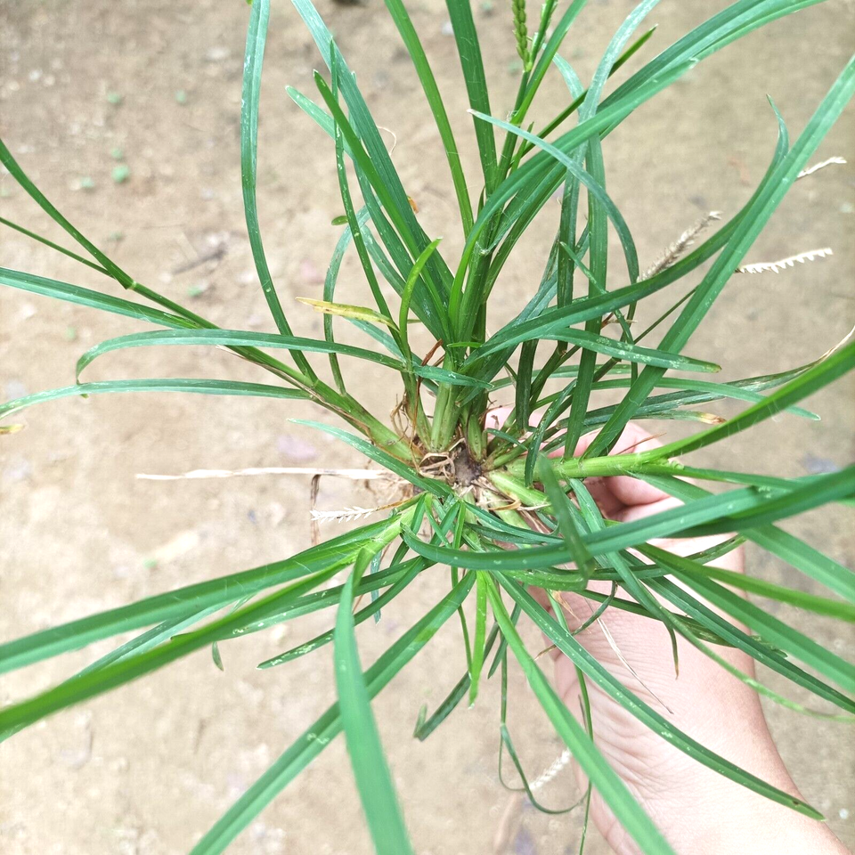 Ayurvedic Dry Paragis Plant 2oz Eleusine Indica Goosegrass Family ...