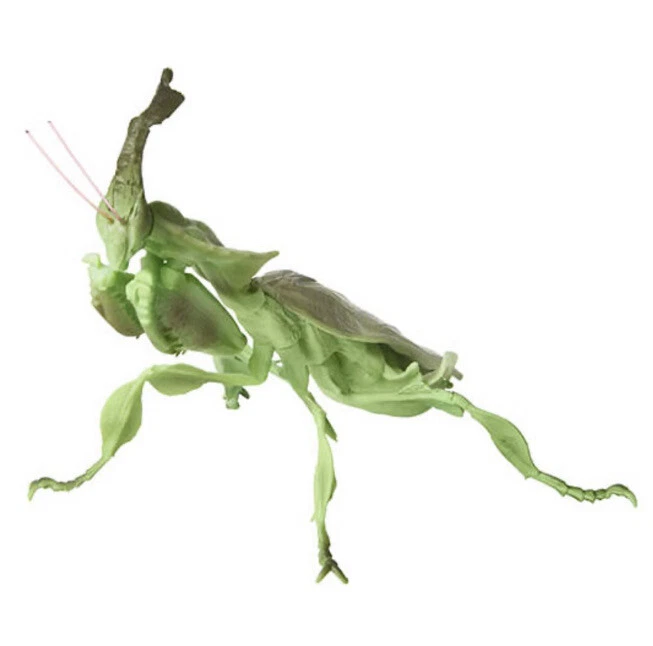Green Ghost Mantis
