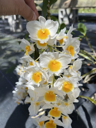 Dendrobium Farmeri | eBay