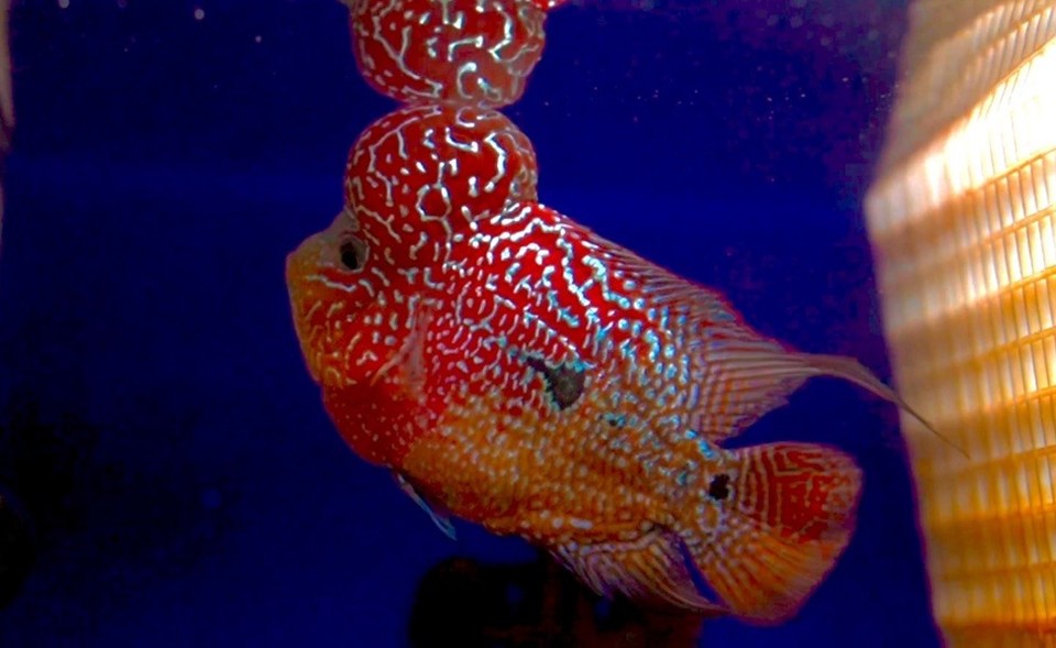 King Kamfa Flowerhorn F3 Big Kok Super Vip High Quality 3” READ BEFORE ...