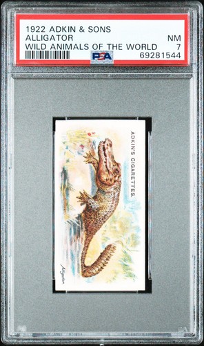 1922 Adkin & Sons Wild Animals Of The World ALLIGATOR PSA 7 NM | eBay